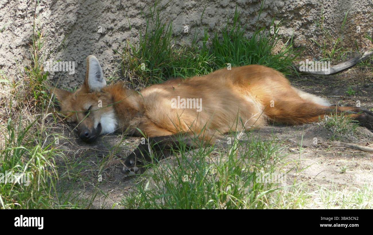 Los Angeles, California, USA 9th May 2025 Maned Wolf at LA Zoo on May 9 ...