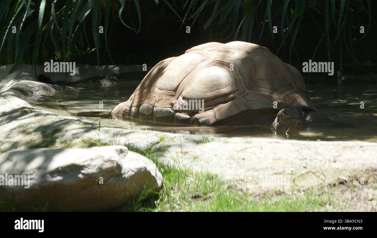 Los Angeles, California, USA 9th May 2025 Aldabra Tortoise at LA Zoo on ...