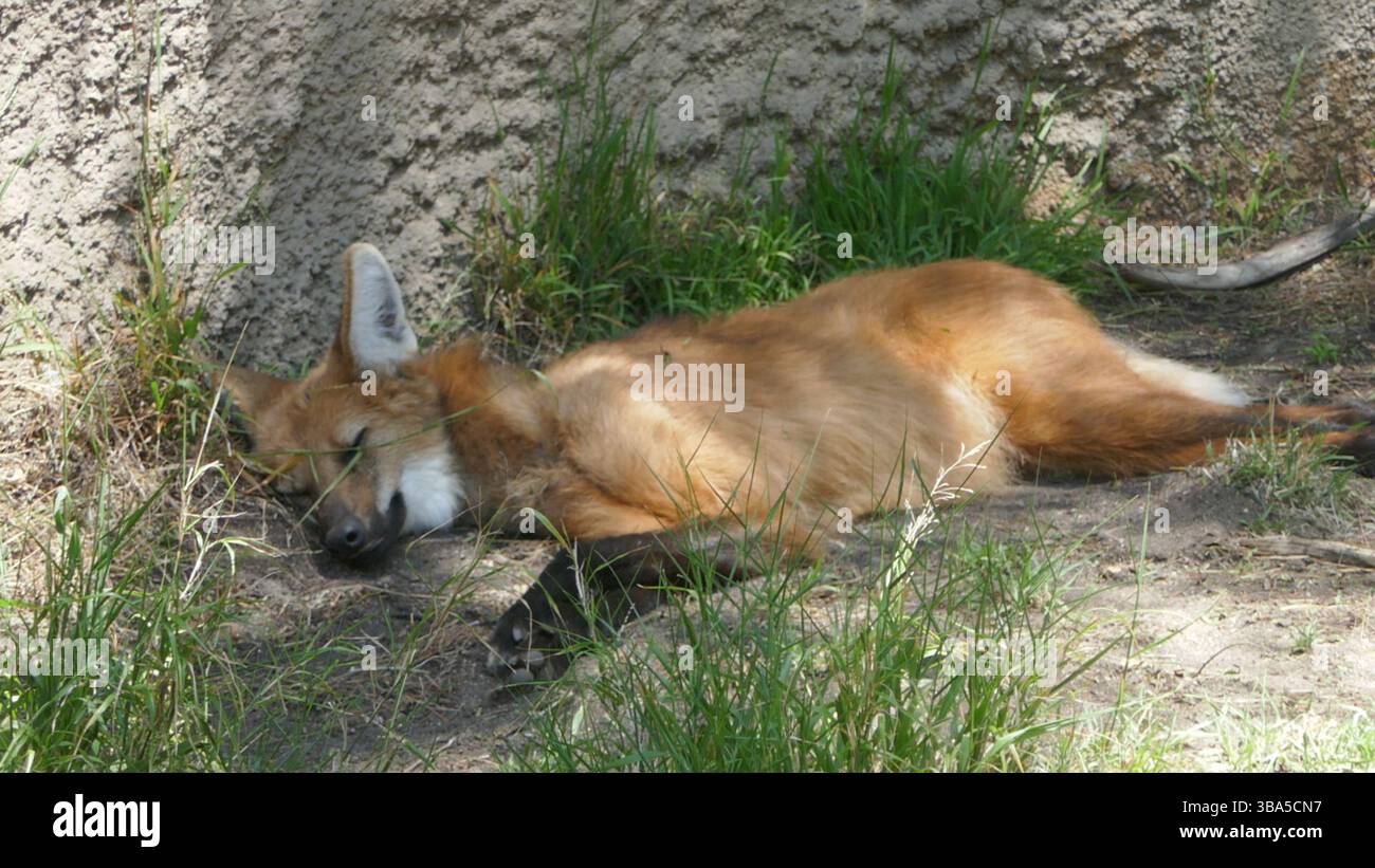 Los Angeles, California, USA 9th May 2025 Maned Wolf at LA Zoo on May 9 ...
