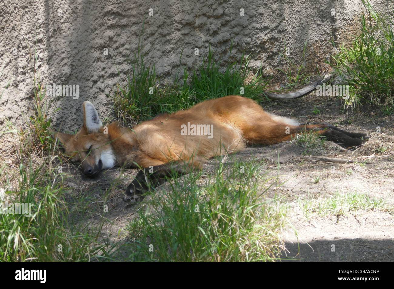 Los Angeles, California, USA 9th May 2025 Maned Wolf at LA Zoo on May 9 ...