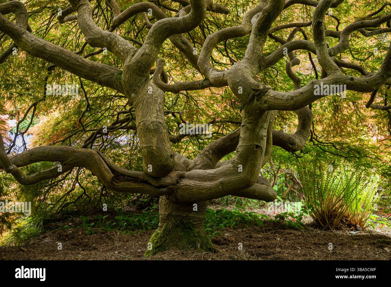 Garden created by fujitaro kubota hi-res stock photography and images ...
