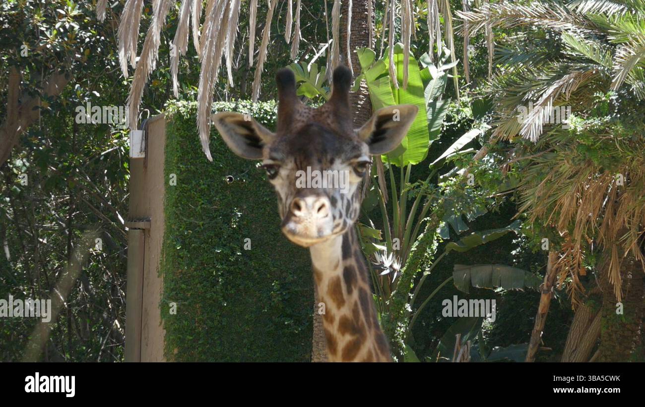 Los Angeles, California, USA 9th May 2025 Maasai Giraffe, Masai Giraffe ...
