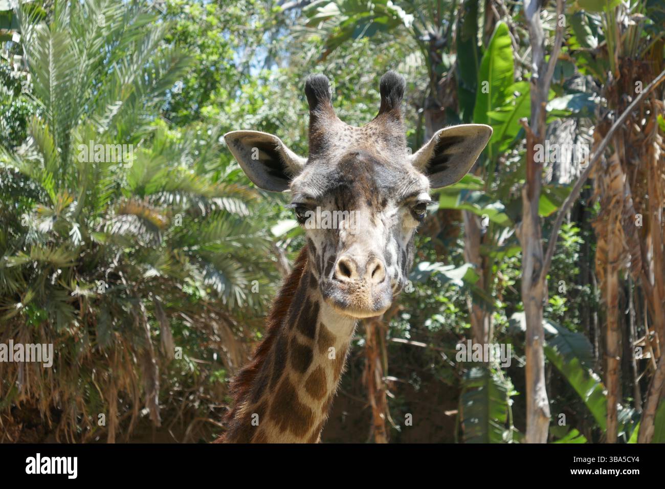 Los Angeles, California, USA 9th May 2025 Maasai Giraffe, Masai Giraffe ...