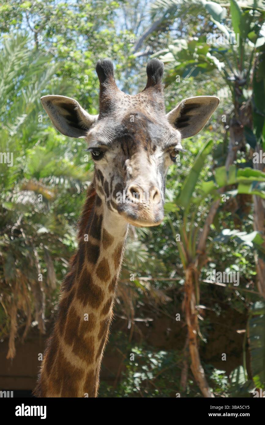Los Angeles, California, USA 9th May 2025 Maasai Giraffe, Masai Giraffe ...