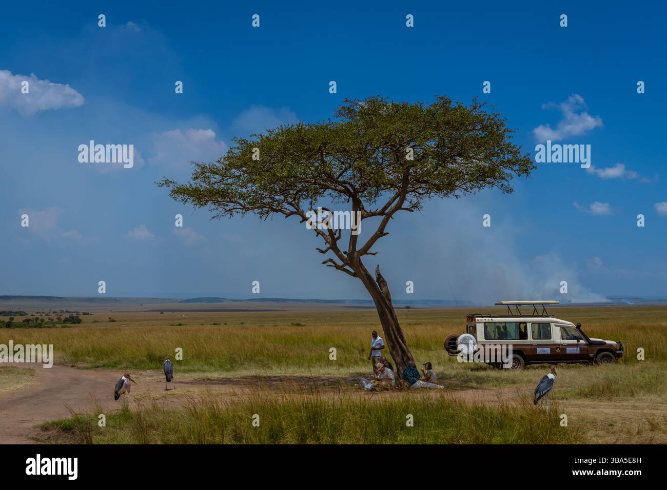 Safari car parked under an Acacia tree Stock Photo - Alamy