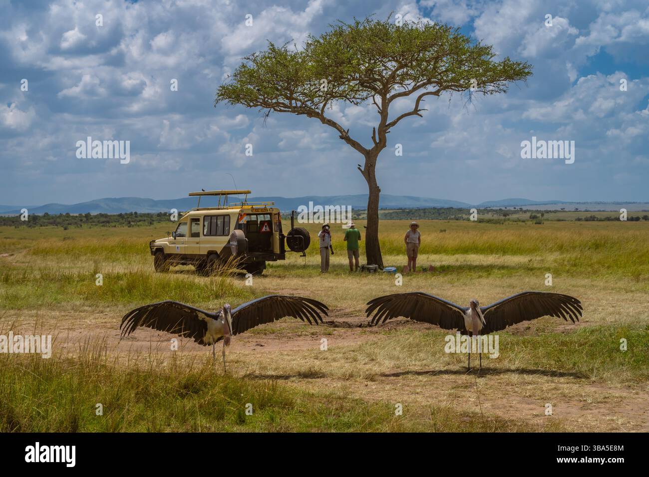 Two Marabou Storks with open wings in front of a safari car on savanna ...