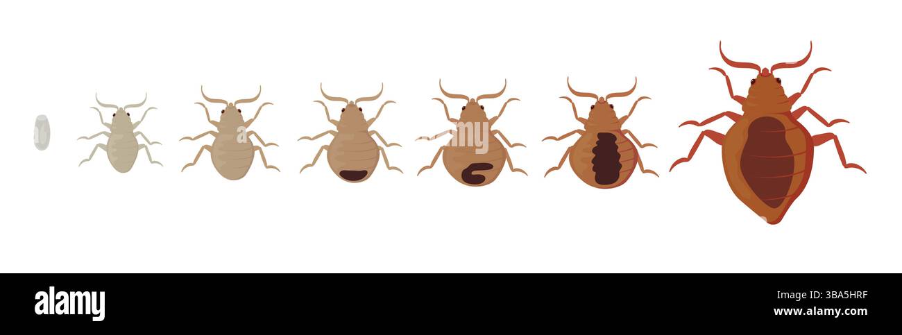Bed Bug Growth Stages from Egg to Adult Insect Stock Vector Image & Art ...