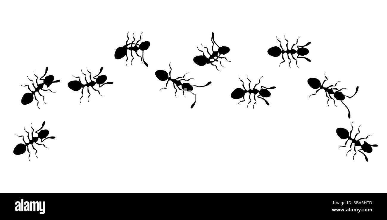 Marching ants isolated Cut Out Stock Images & Pictures - Alamy