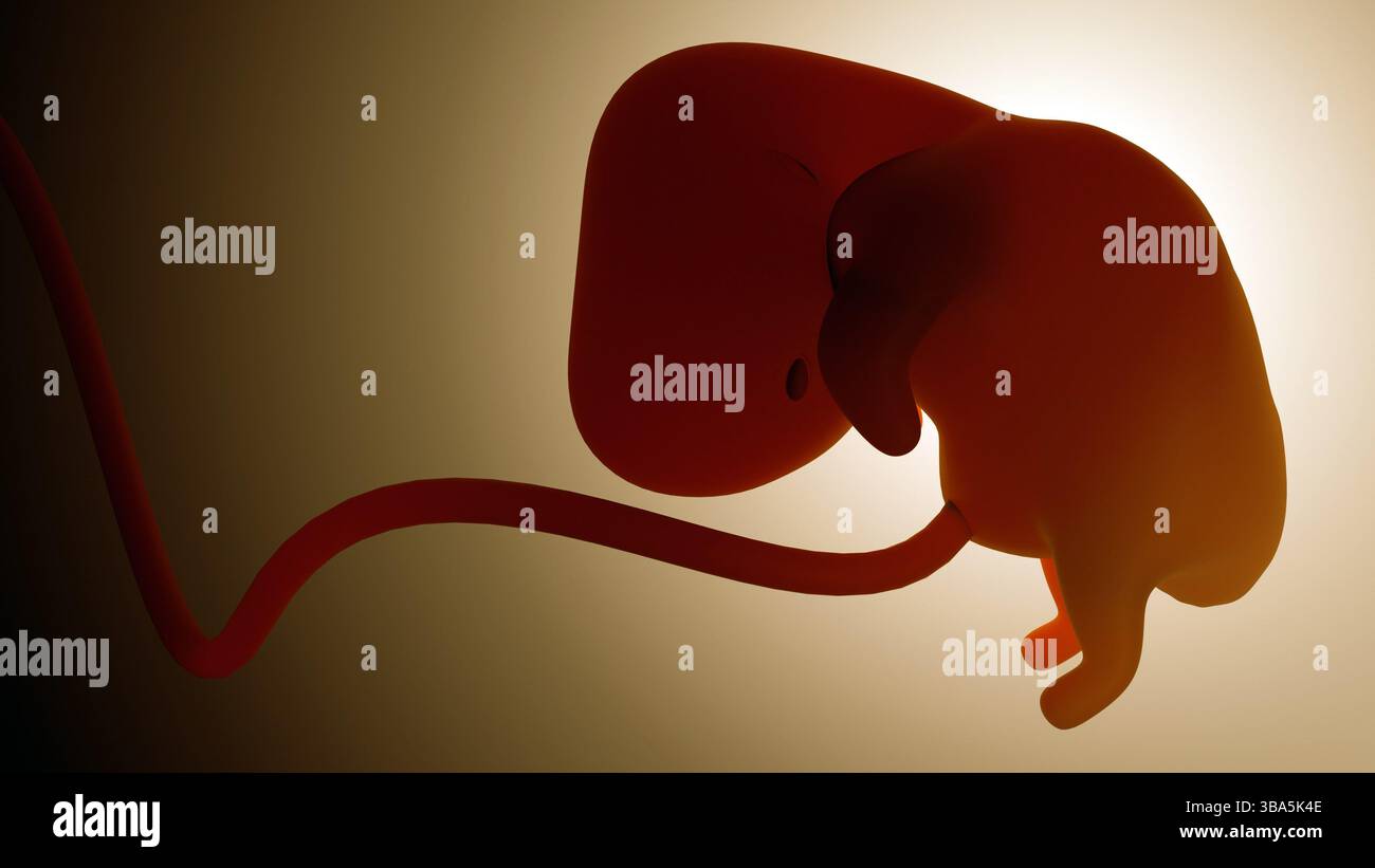 A 3d rendering of translucent view of a developing embryo. The embryo ...