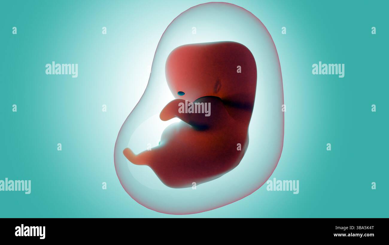 Umbilical cord anatomy hi-res stock photography and images - Alamy
