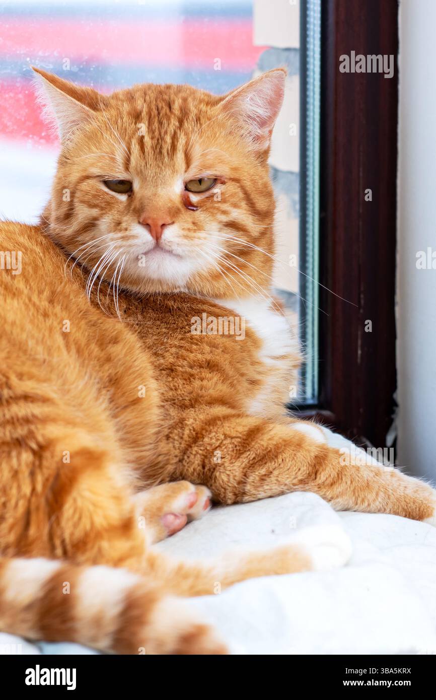 A ginger cat, relaxed and lounging comfortably by a sunny window ...