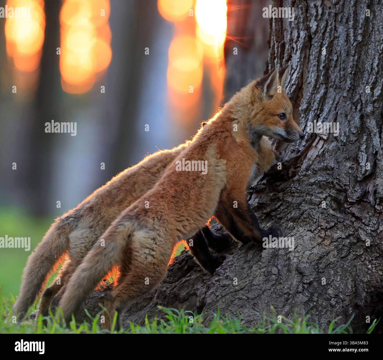 Red fox grass hi-res stock photography and images - Alamy