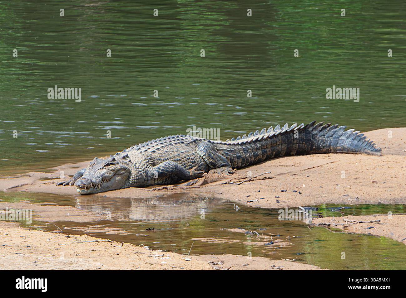 Saltwater Crocodile (Crocodylus porosus) sunning itself on a sand bar ...