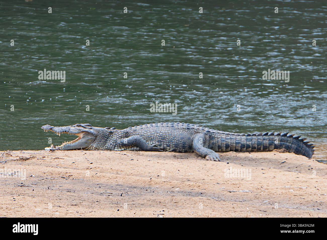 Saltwater Crocodile (Crocodylus porosus) sunning itself on a sand bar ...
