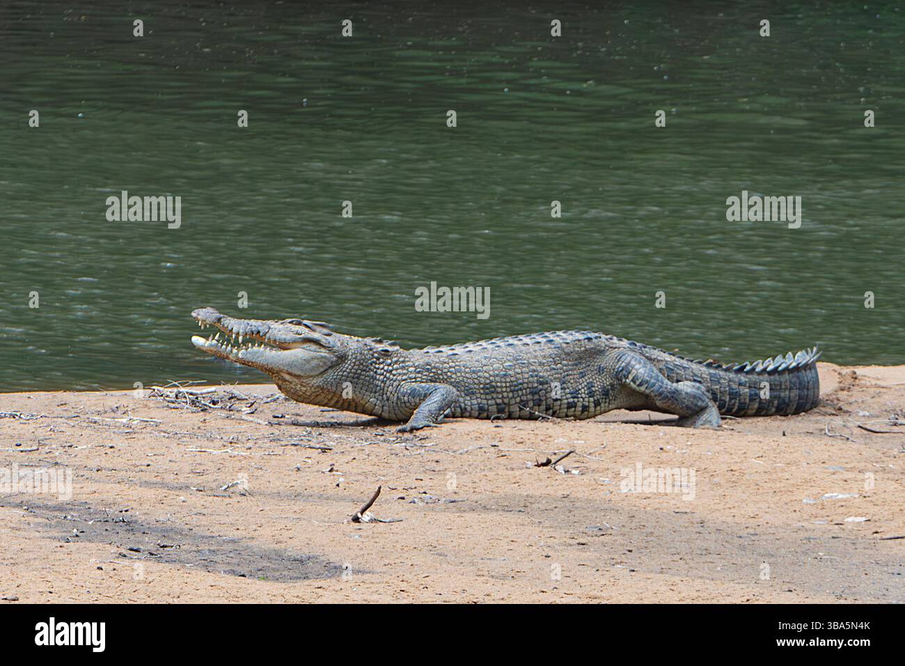 Saltwater Crocodile (Crocodylus porosus) sunning itself on a sand bar ...