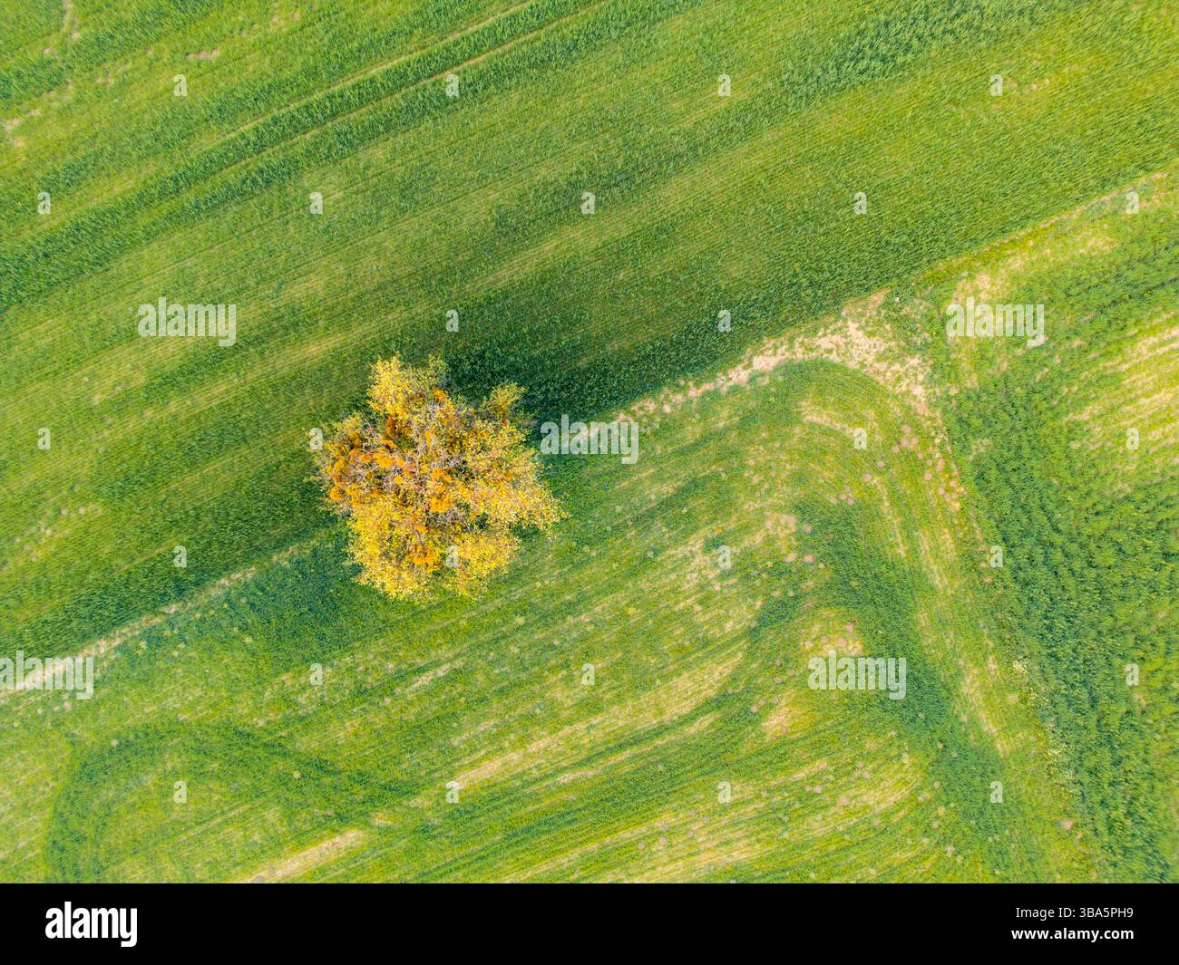 An aerial top-down view of a field with a lonely tree Stock Photo - Alamy