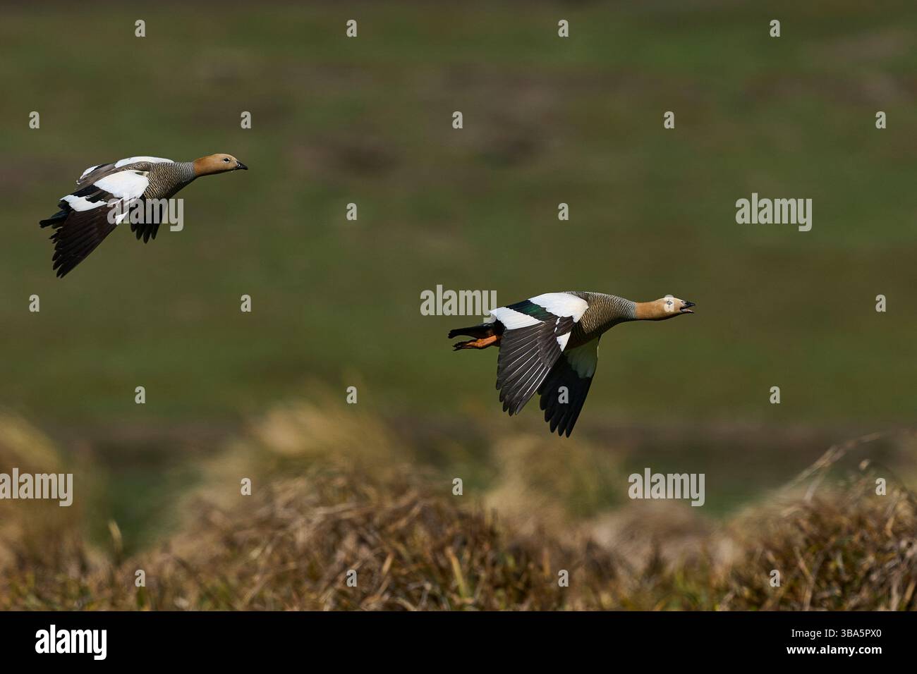 Upland Geese (Chloephaga picta leucoptera) in flight over Carcass ...