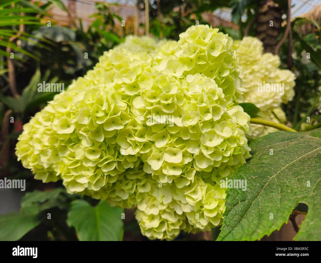 Lime cluster hi-res stock photography and images - Alamy