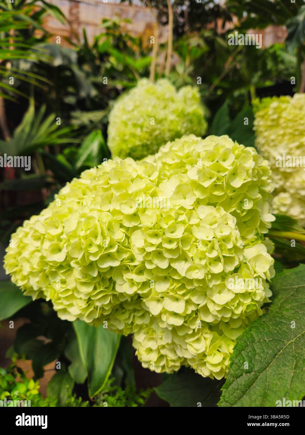 Lime Green Hydrangea Bloom in Lush Garden Environment Stock Photo - Alamy
