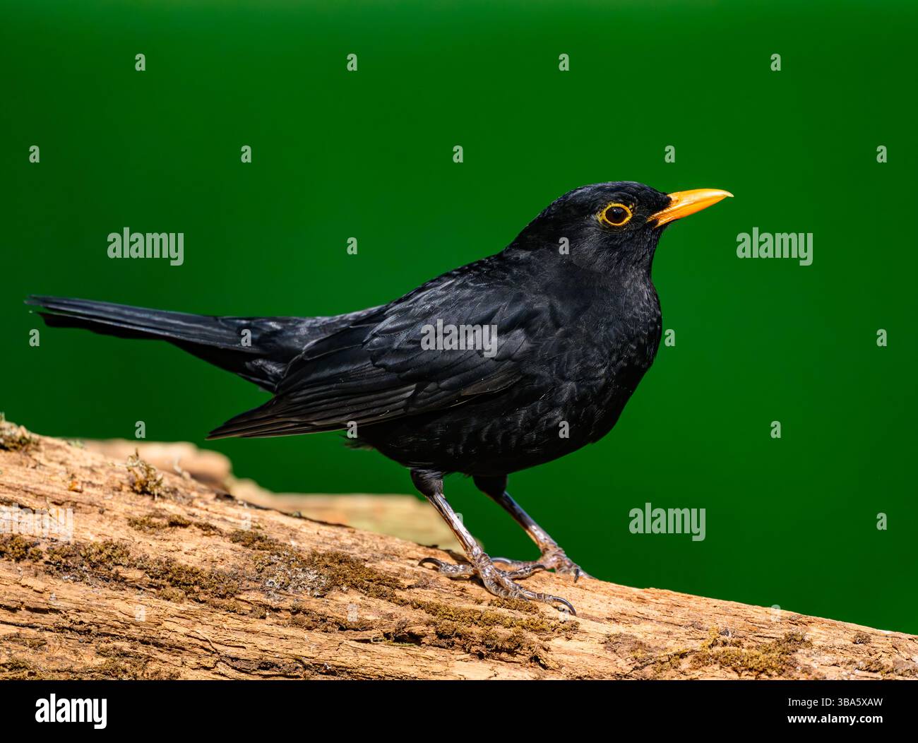 Sieversdorf, Germany. 10th May, 2025. A blackbird (Turdus merula), also ...