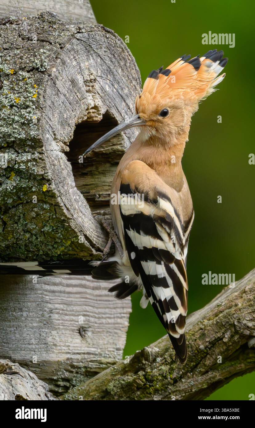 Lebus, Germany. 10th May, 2025. A hoopoe (Upupa epops) can be seen at ...
