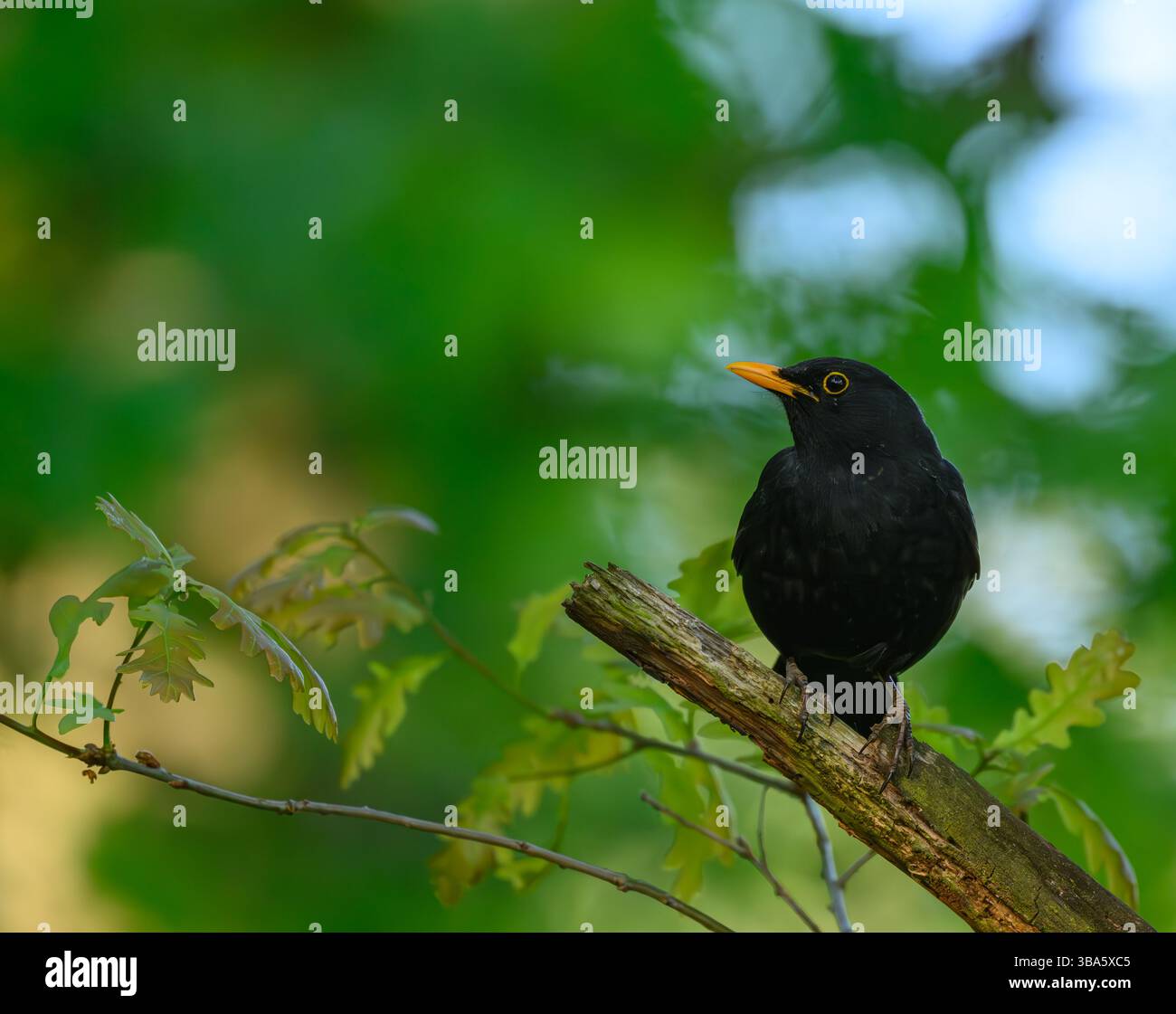 Sieversdorf, Germany. 05th May, 2025. A blackbird (Turdus merula), also ...