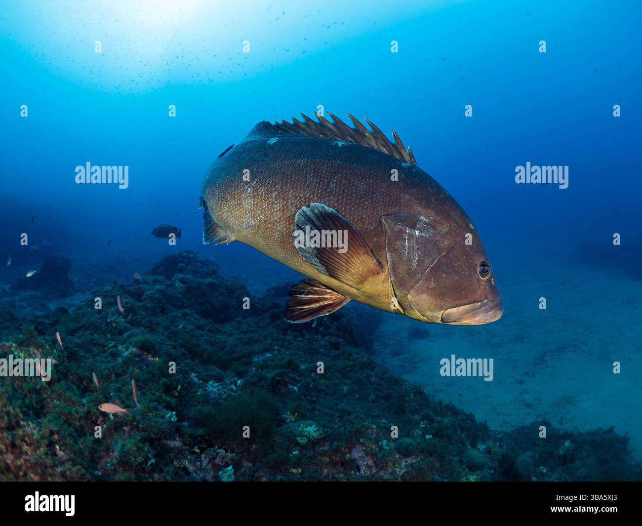 grouper fish swimming through the clear sea water Stock Photo - Alamy