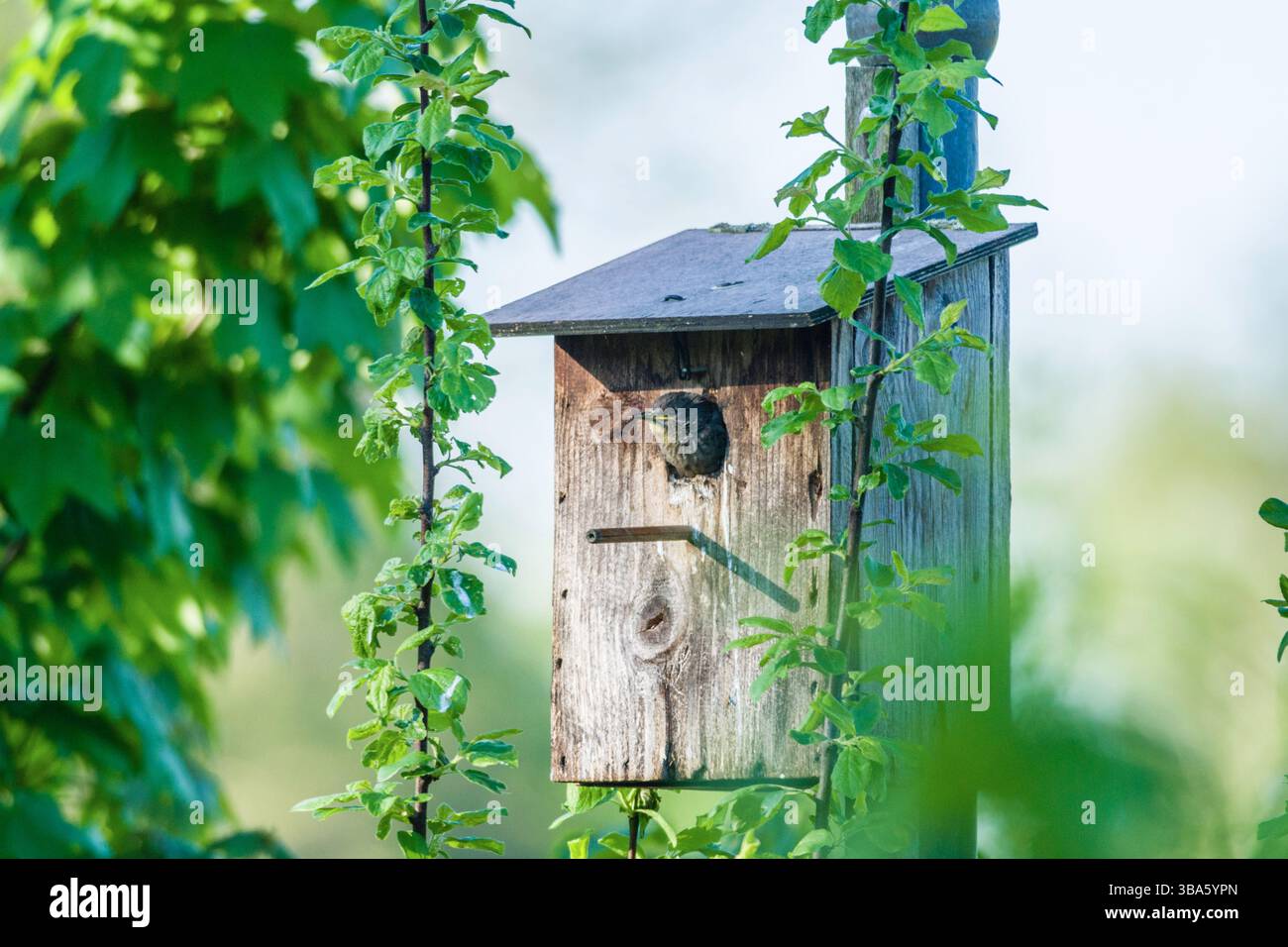 Ein junger geschlüpfter Star Sturnus vulgaris sitzt im Vogelhaus und ...