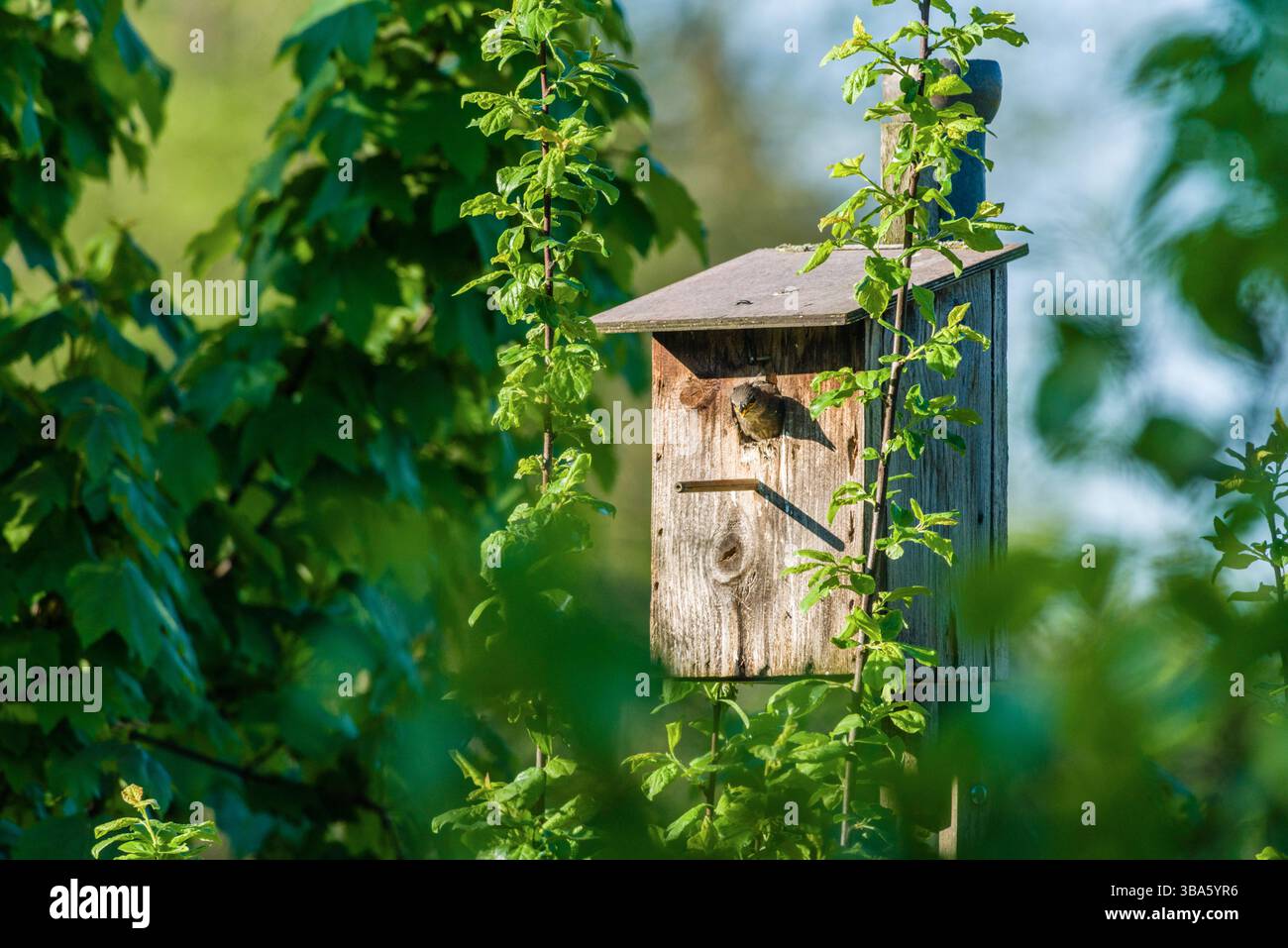 Ein junger geschlüpfter Star Sturnus vulgaris sitzt im Vogelhaus und ...