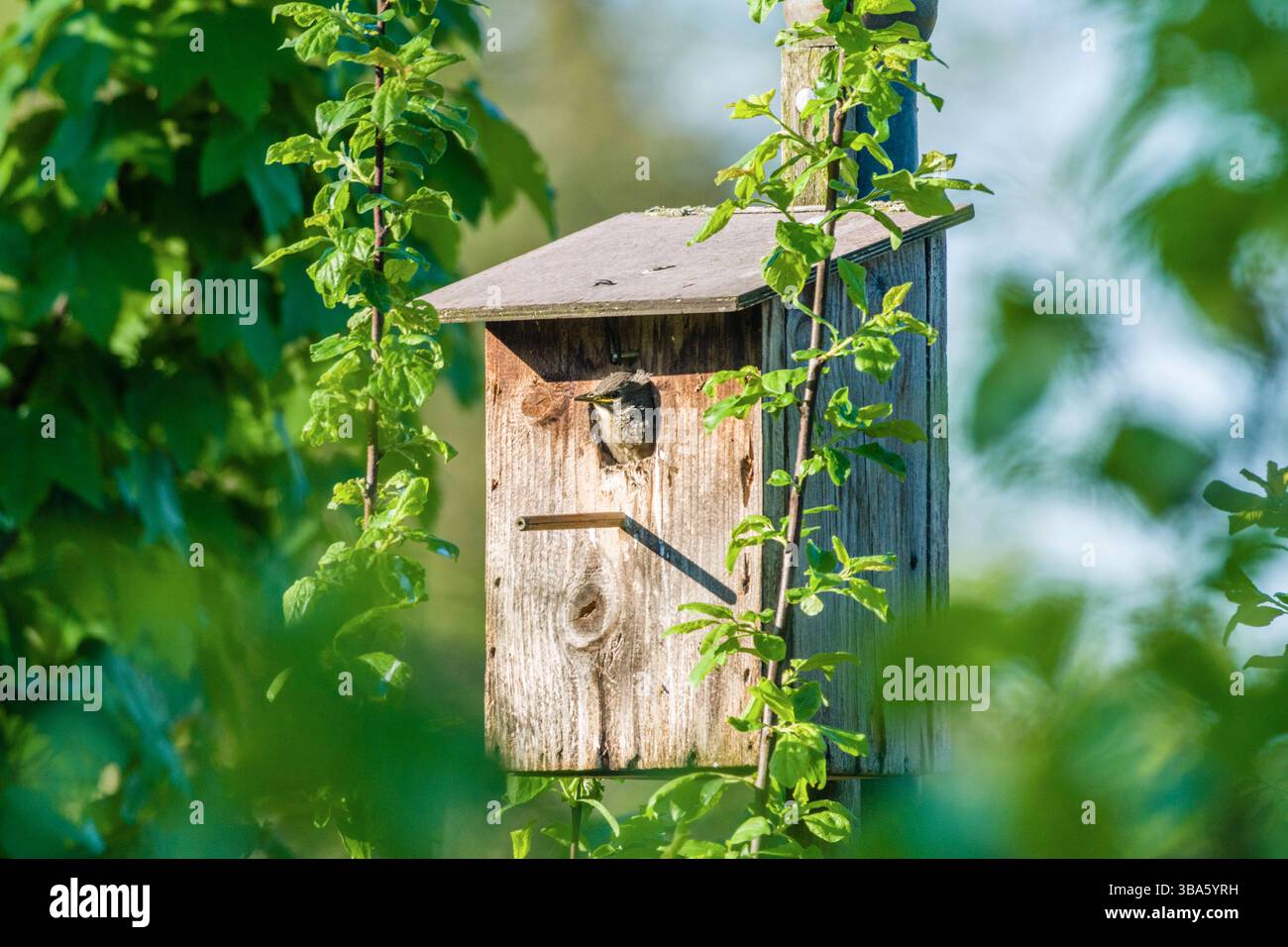 Ein junger geschlüpfter Star Sturnus vulgaris sitzt im Vogelhaus und ...