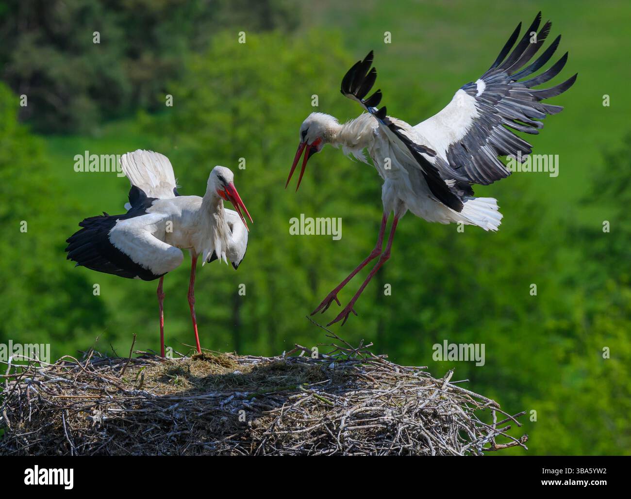 Treplin, Germany. 09th May, 2025. A pair of storks. Credit: Patrick ...
