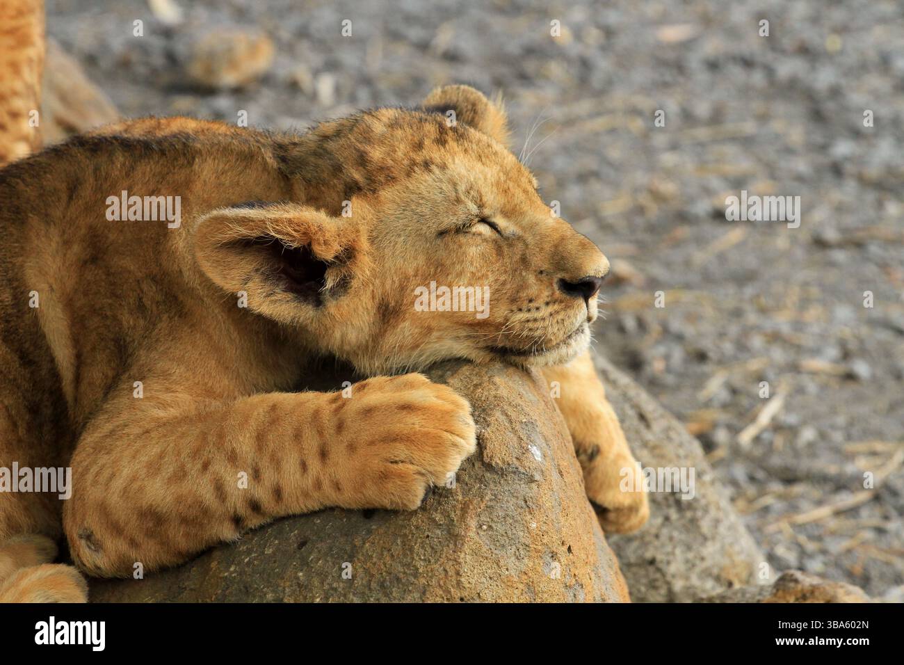 Lion cub, Casela Nature Park, Mauritius Stock Photo - Alamy