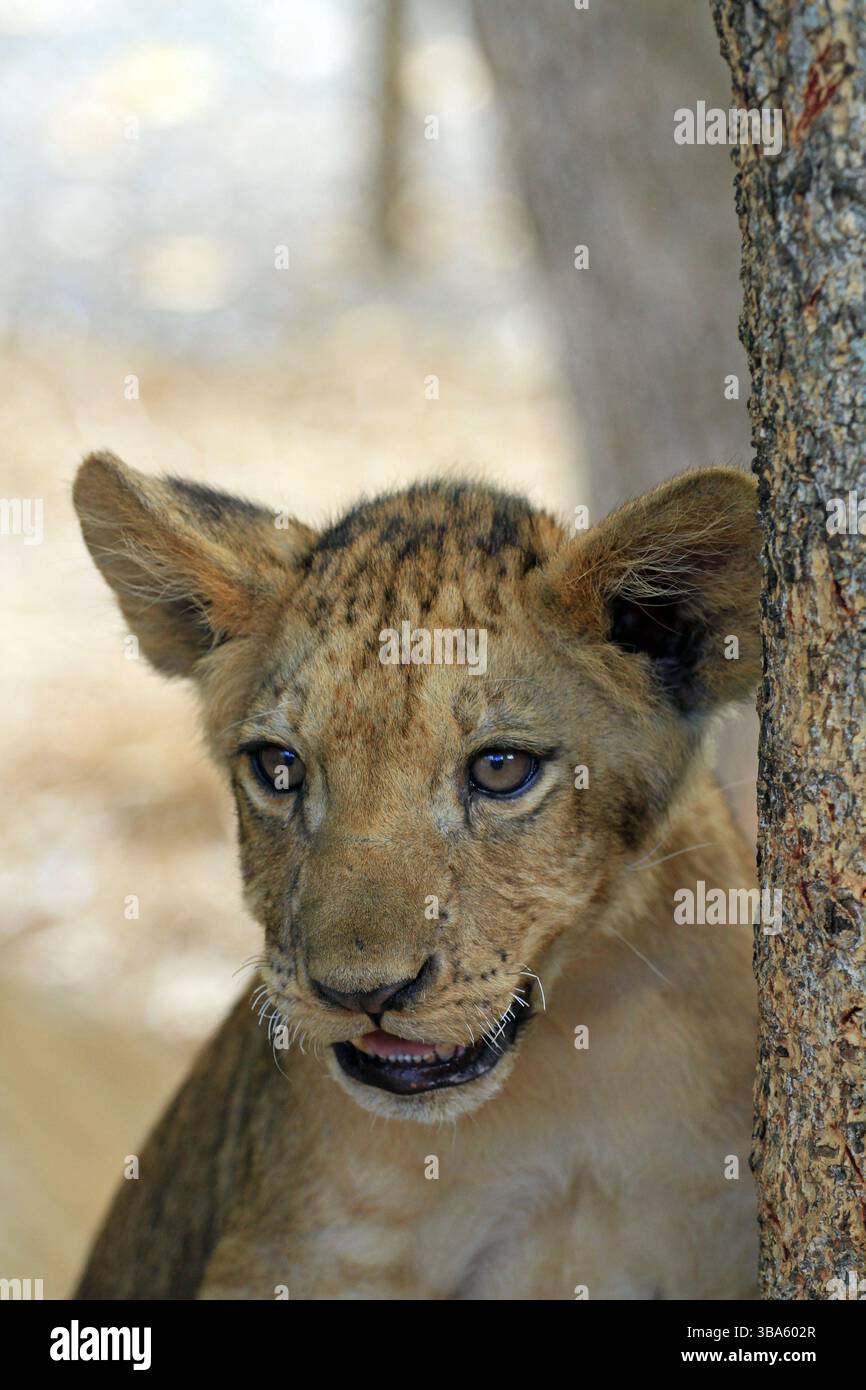 Lion cub, Casela Nature Park, Mauritius Stock Photo - Alamy