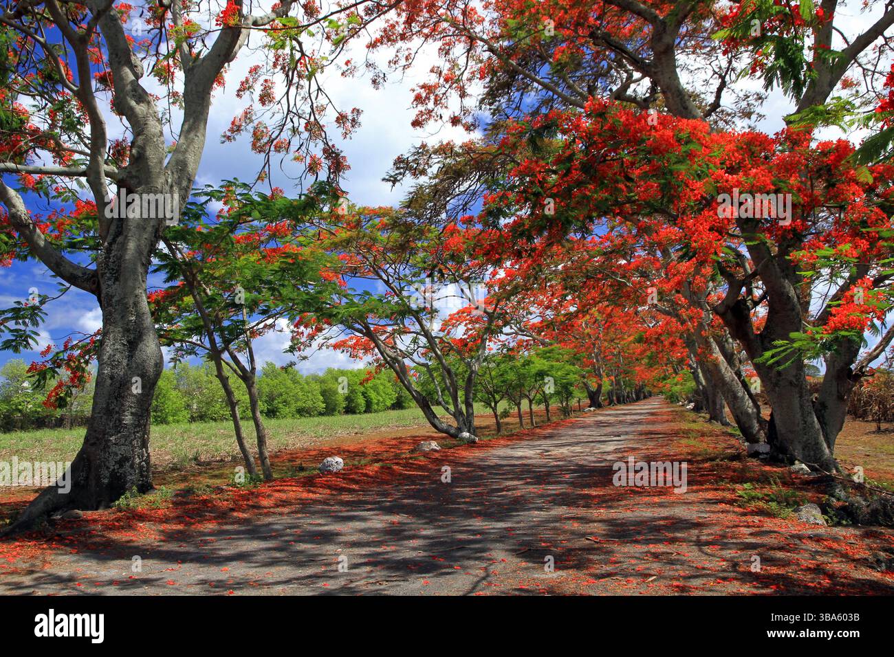 Flame trees, Mauritius Stock Photo - Alamy