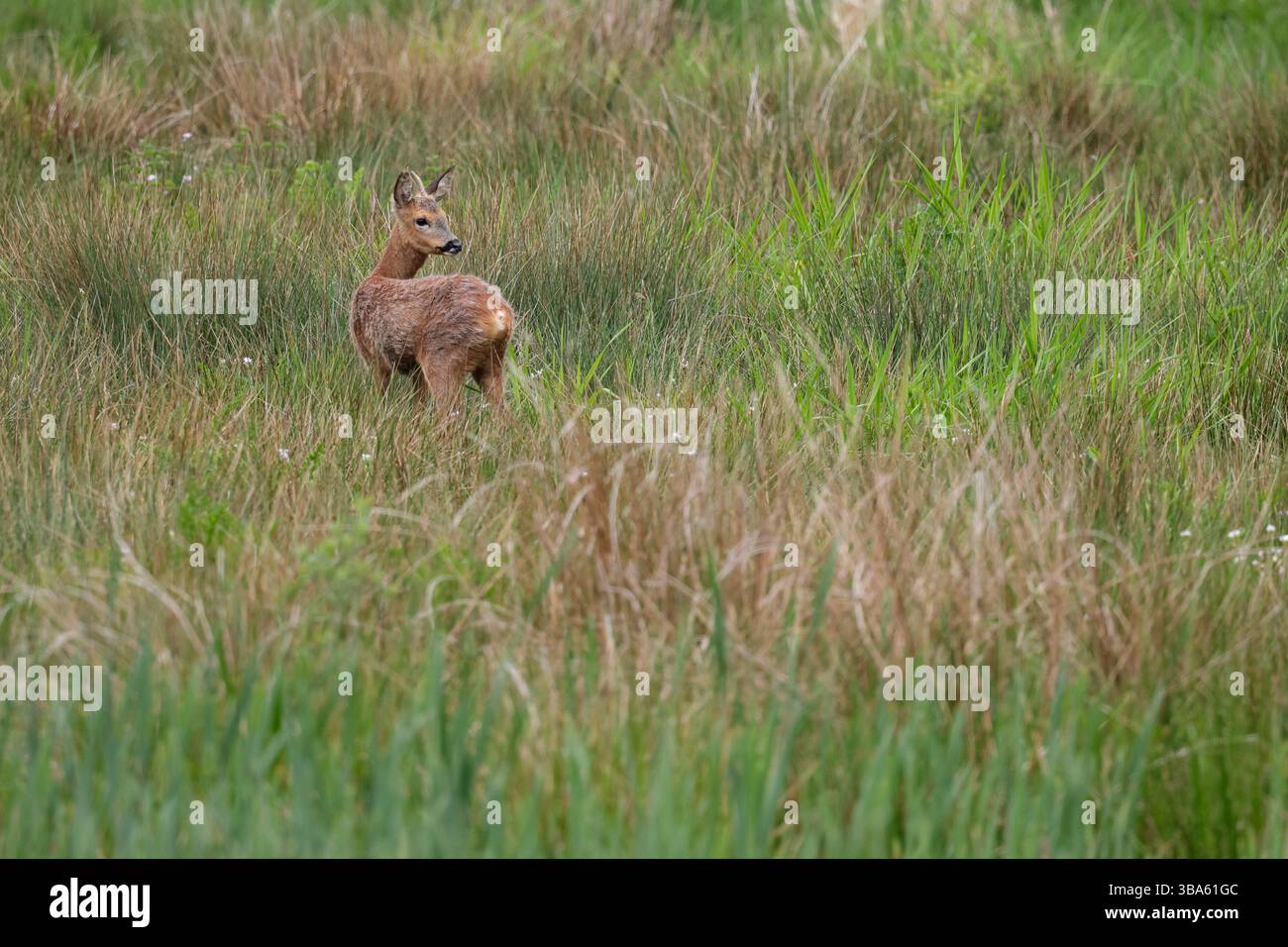 Roe deer buck Capreolus x2, male small pointed antlers reddish brown ...