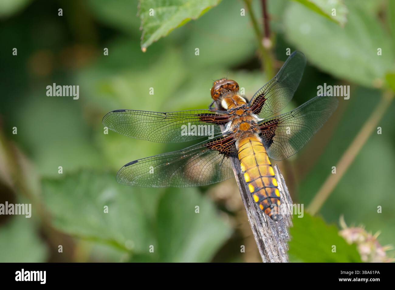 Broad bodied chaser female dragonfly Libellula depressa, brown eyes ...