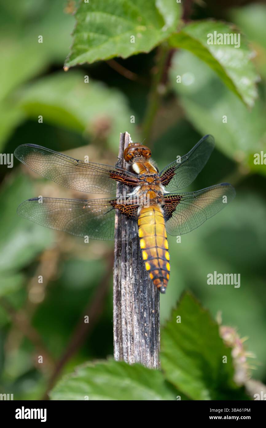 Broad bodied chaser female dragonfly Libellula depressa, brown eyes ...