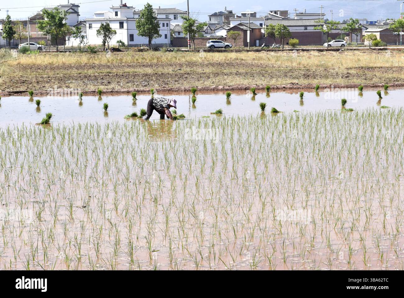 Farmers plant rice seedlings in the field in Dali Prefecture, southwest ...