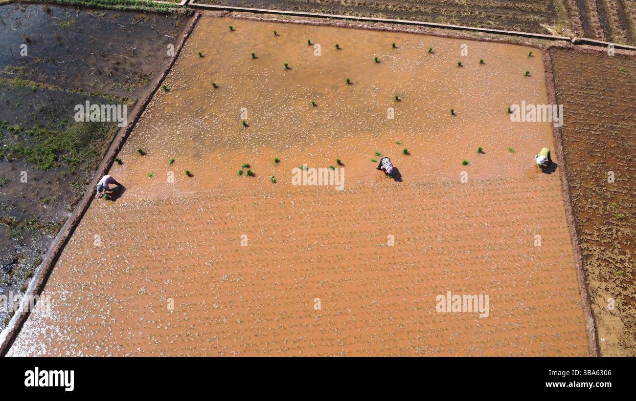 Farmers plant rice seedlings in the field in Dali Prefecture, southwest ...
