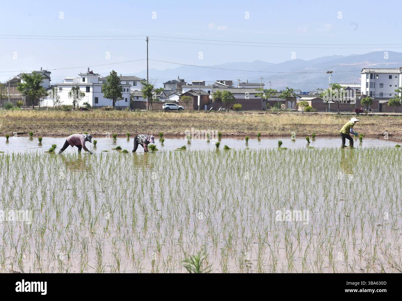 Farmers plant rice seedlings in the field in Dali Prefecture, southwest ...