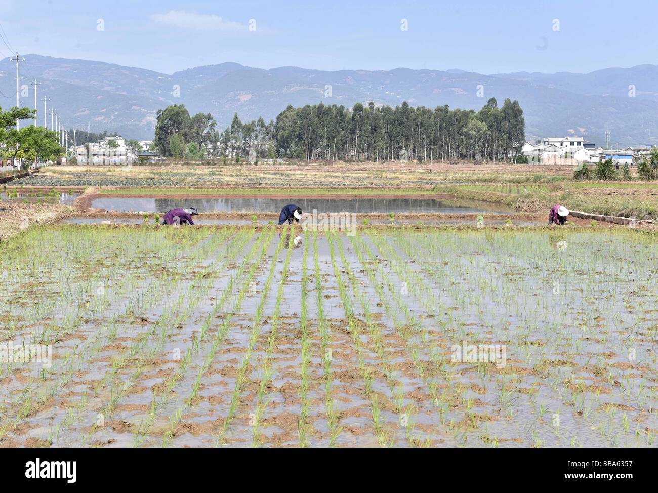 Farmers plant rice seedlings in the field in Dali Prefecture, southwest ...