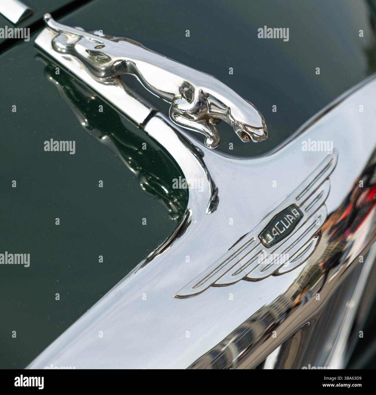 Macro image of Jaguar leaping cat hood ornament and emblem on glossy ...