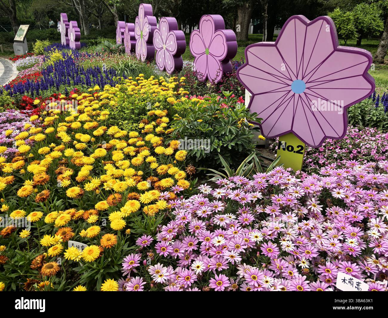 Flowers are in full bloom at Yuyuantan Park in Beijing, China, 8 May ...