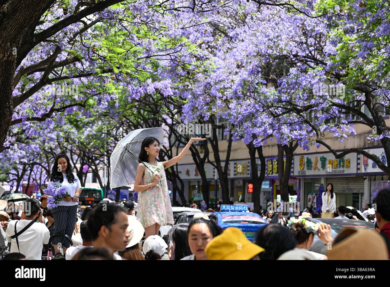 Jacaranda viewing platform hi-res stock photography and images - Alamy
