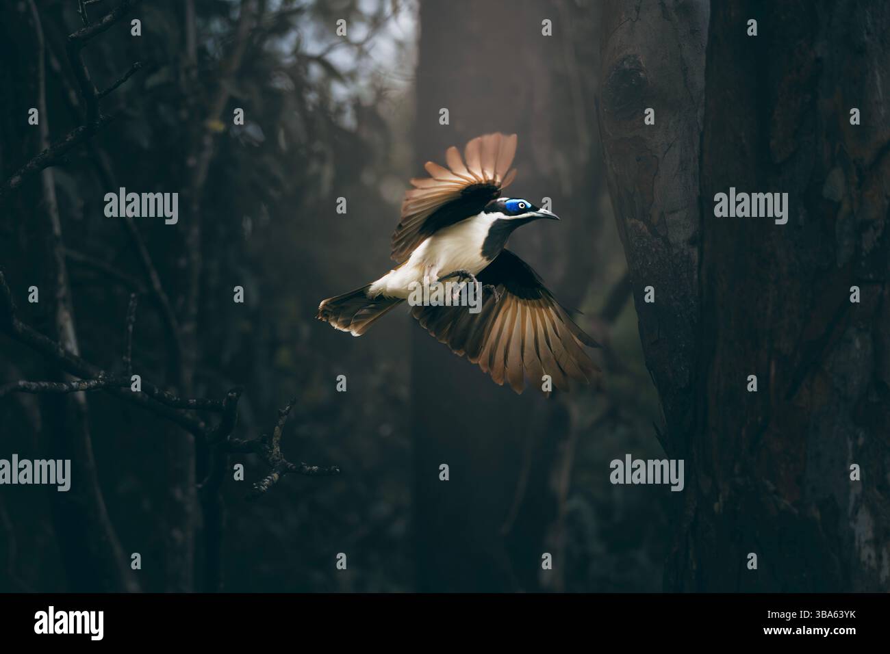 The blue-faced honeyeater, also colloquially known as the Bananabird ...