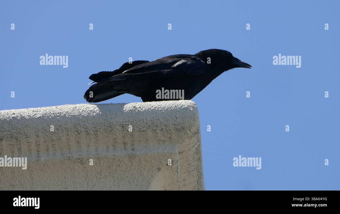 Los Angeles, California, USA 10th May 2025 Raven/Crow on Sunset Blvd on ...