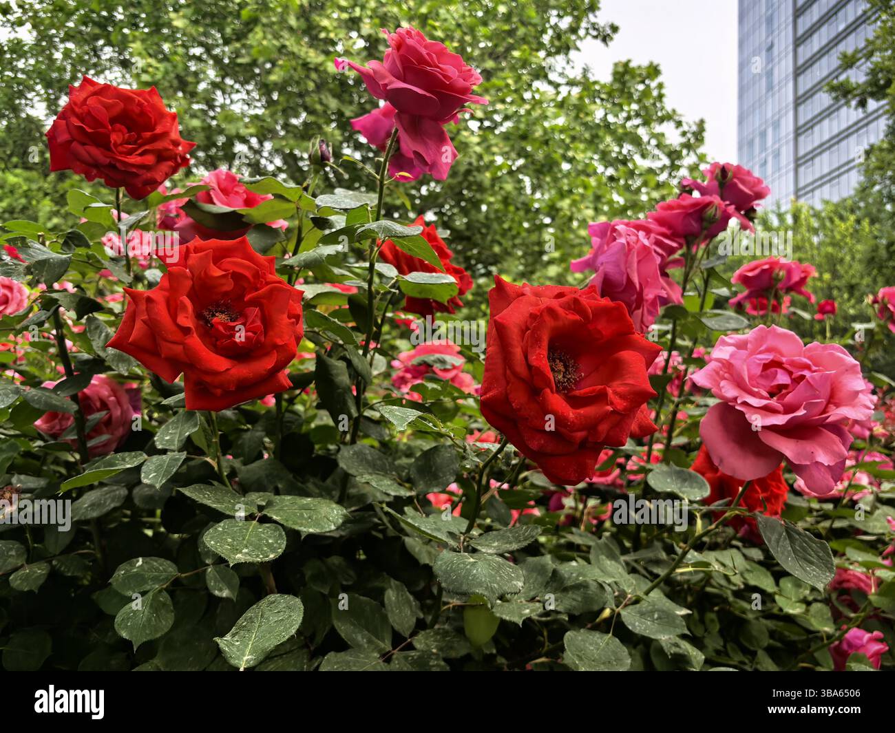 Chinese rose flowers are in full bloom in Beijing, China, 8 May, 2025 ...