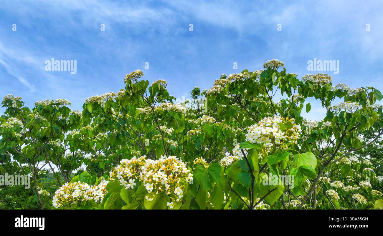 Tung flowers are in full bloom on the mountain in Hangzhou City, east ...