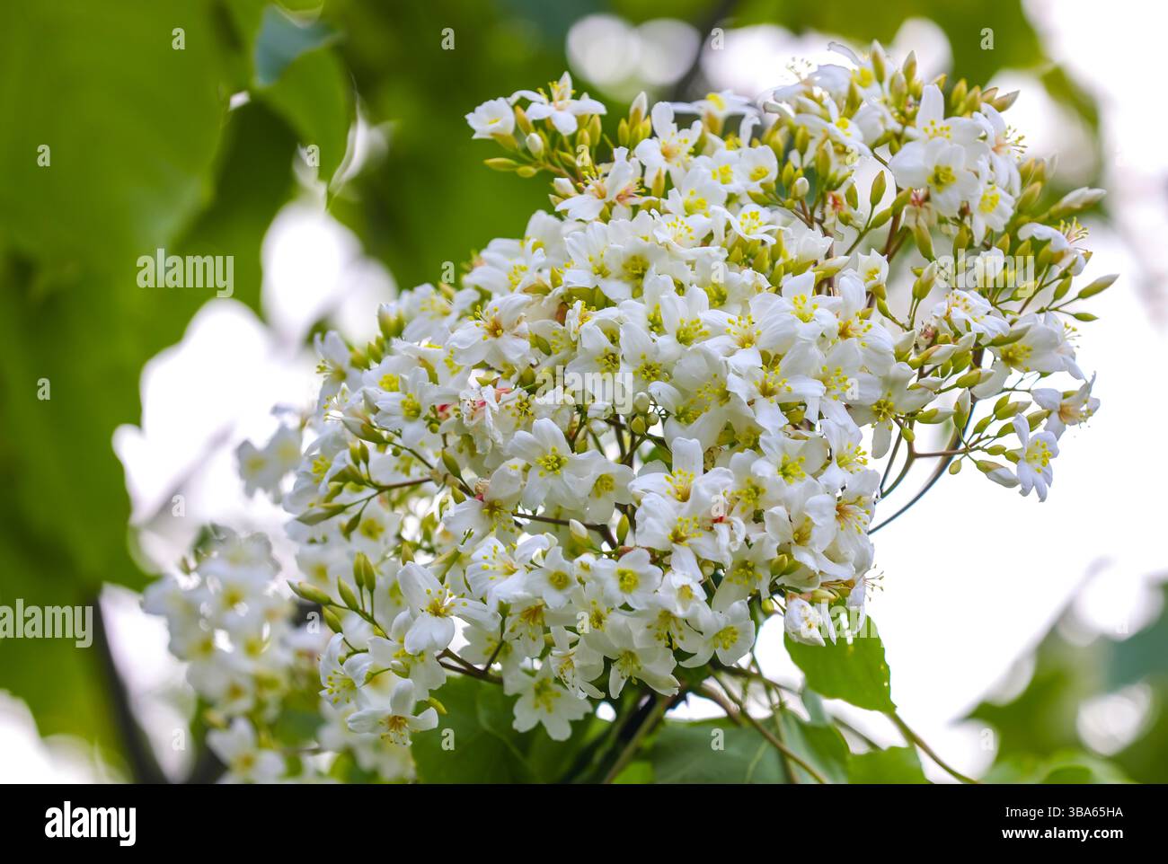 Tung flowers are in full bloom on the mountain in Hangzhou City, east ...