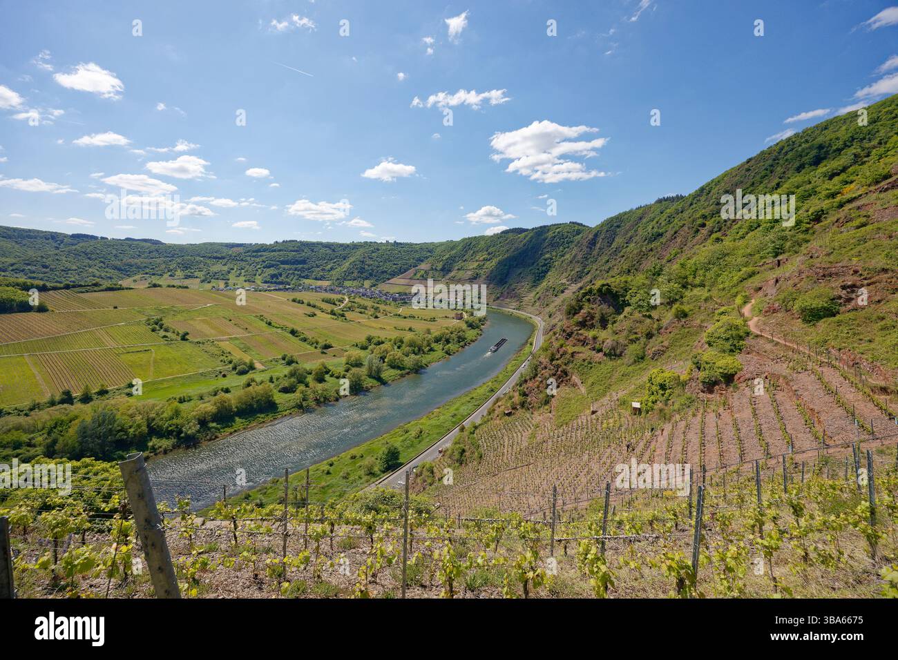 Closeup of the steep vineyards with terraces along the Calmont ...